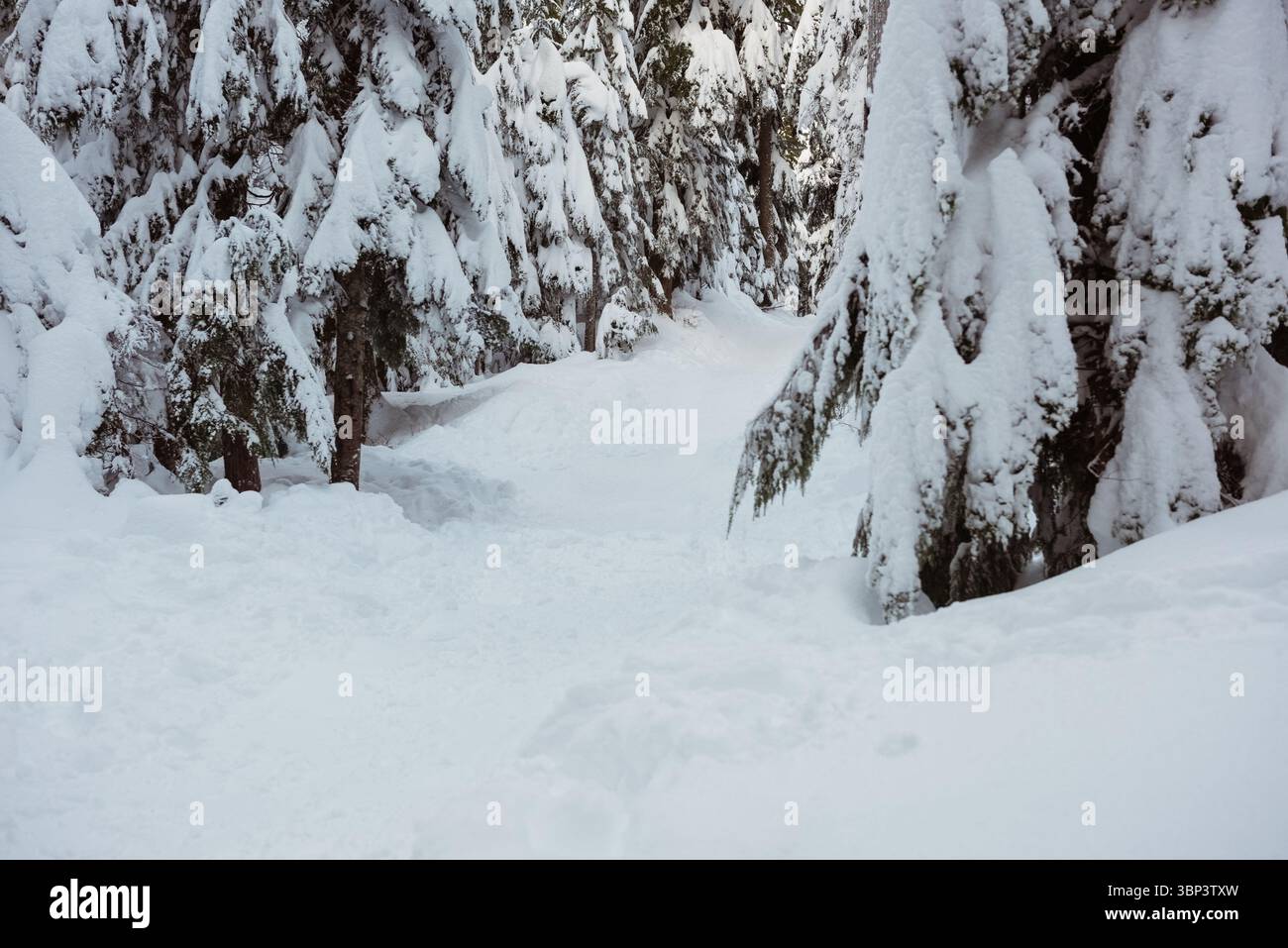 White forest during snowfall hi-res stock photography and images - Alamy