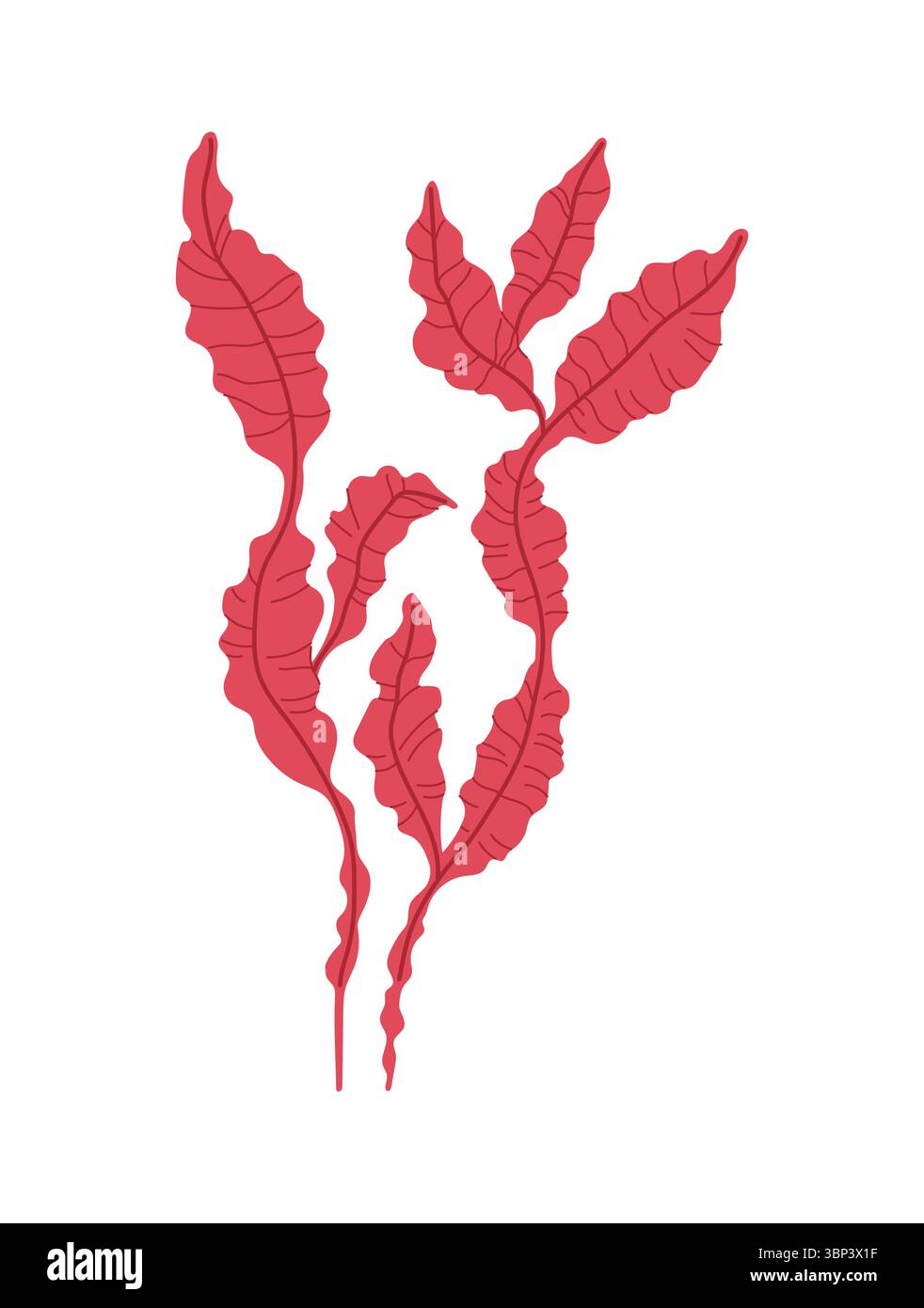 Seaweed algae of sea coral reef and underwater kelp or marine plant ...