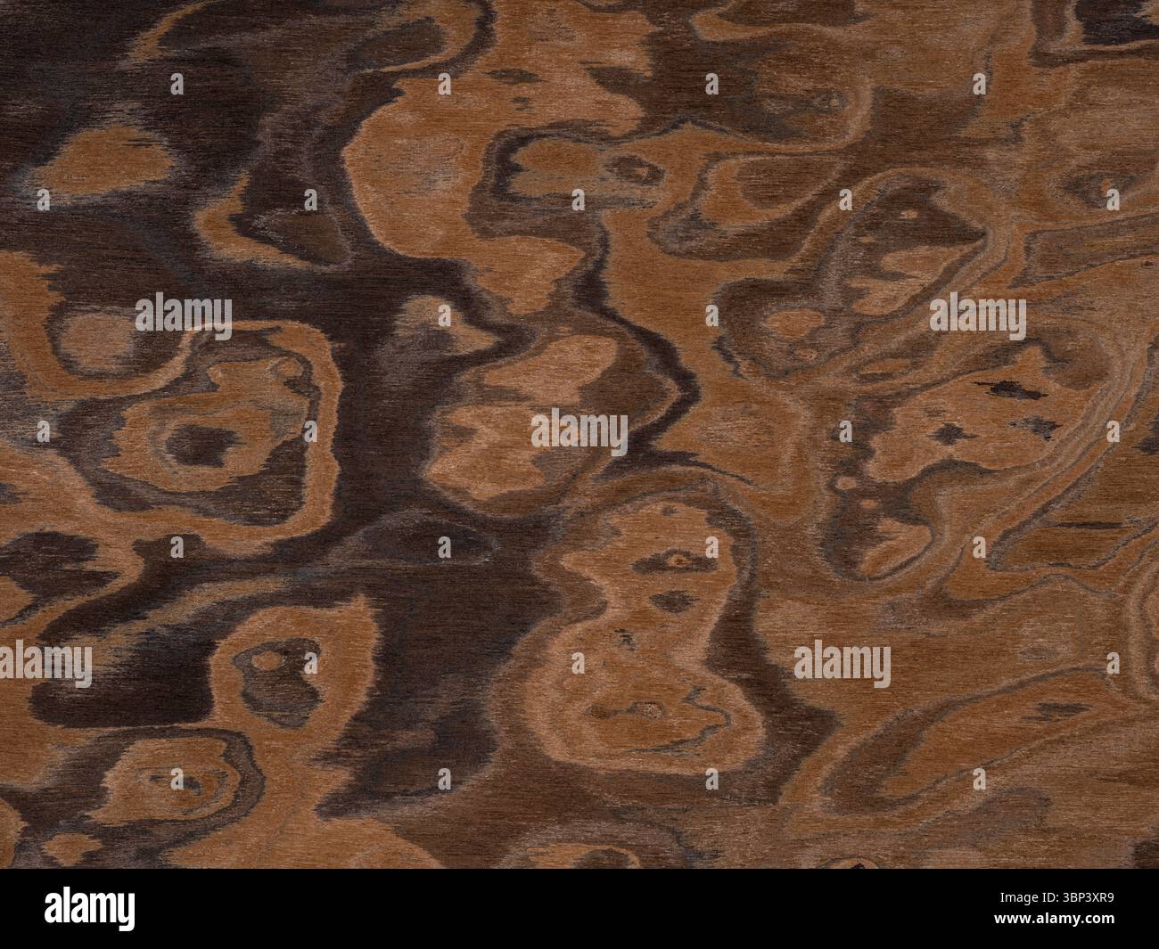 Whirling patterns of umber and caramel in a mesmerizing walnut burl ...