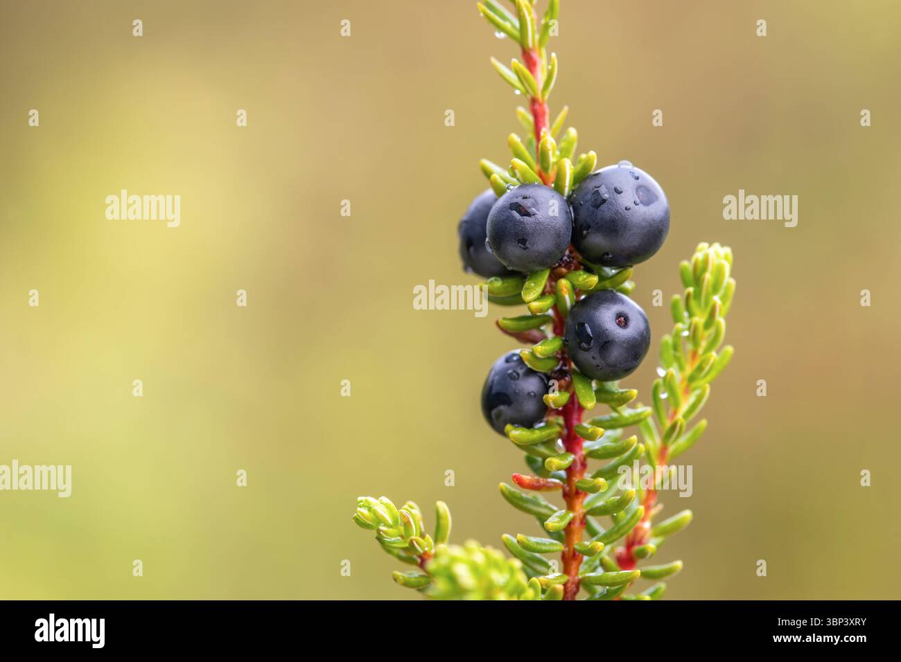 Crowberry scotland hi-res stock photography and images - Alamy