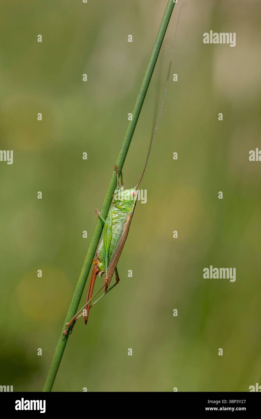 Long Winged Conehead; Conocephalus discolor; Female; UK Stock Photo - Alamy