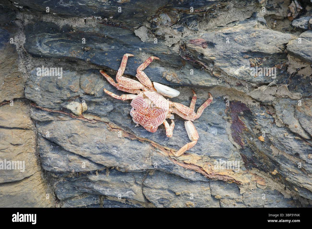 Empty crab shell resting on textured rocky coastal rocks surface, the ...
