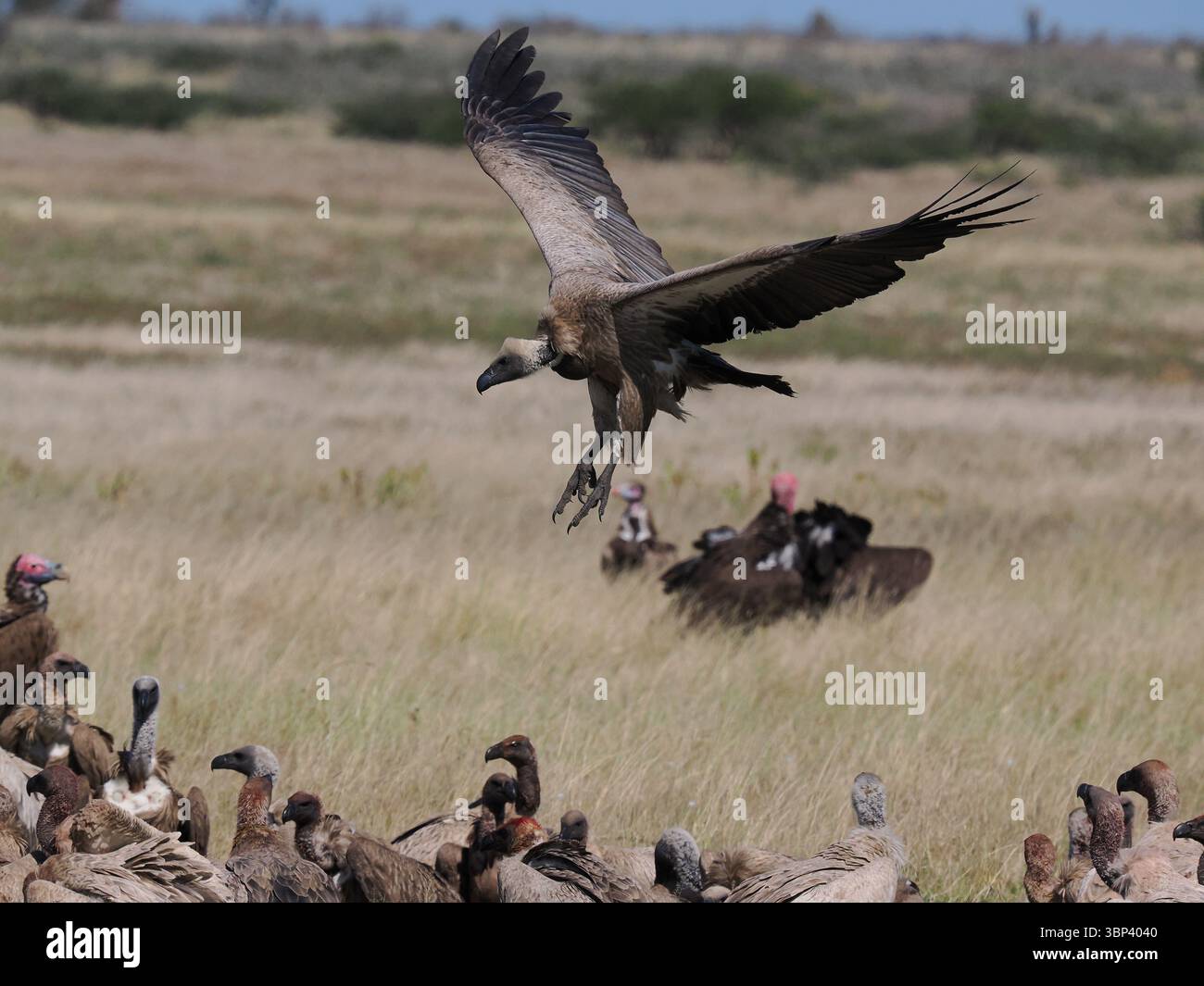 White backed vultures are the most abundant vulture species in the ...