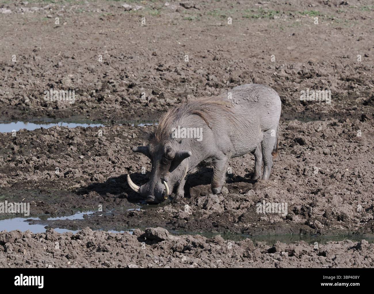 Wart hogs will use mud to protect their skin from the extreme sunlight ...