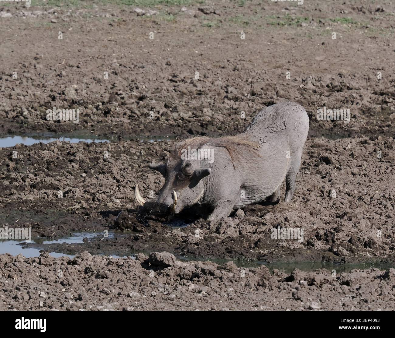 Wart hogs will use mud to protect their skin from the extreme sunlight ...