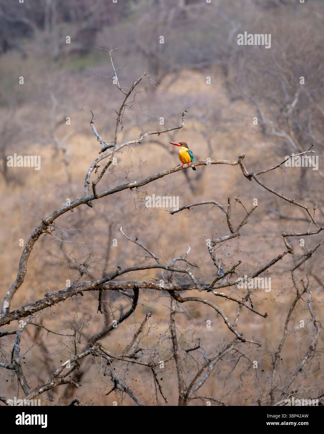 stork billed kingfisher or tree kingfisher or Pelargopsis capensis wild ...