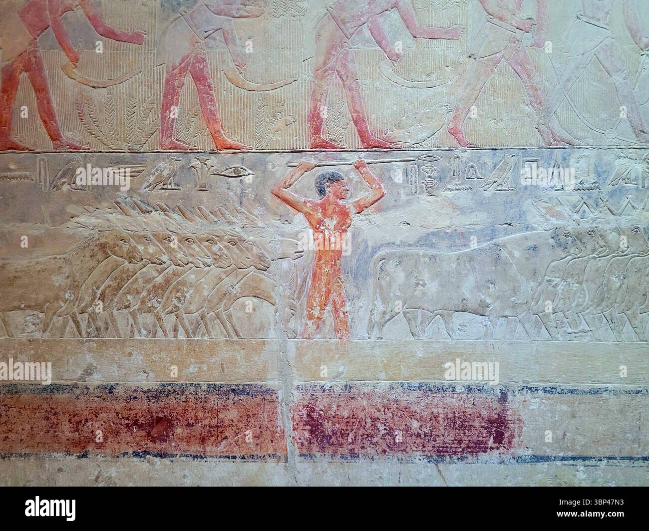 A photograph of a relief within the tomb of Unas, built in the 24th ...
