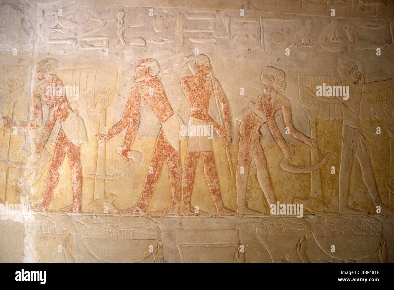 A photograph of a relief within the tomb of Unas, built in the 24th ...
