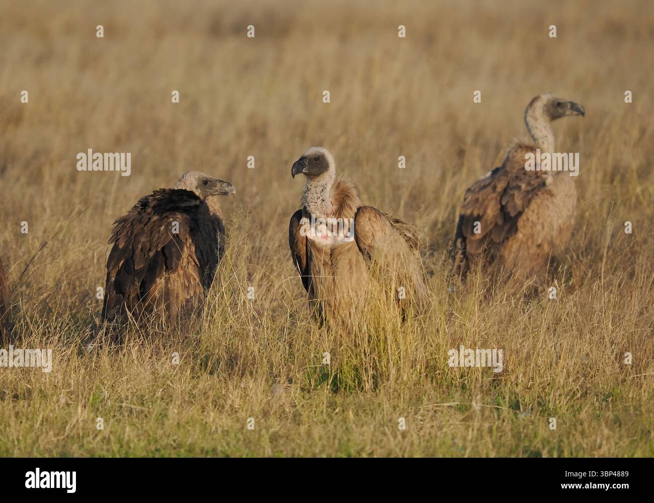 White backed vultures are the most abundant vulture species in the ...