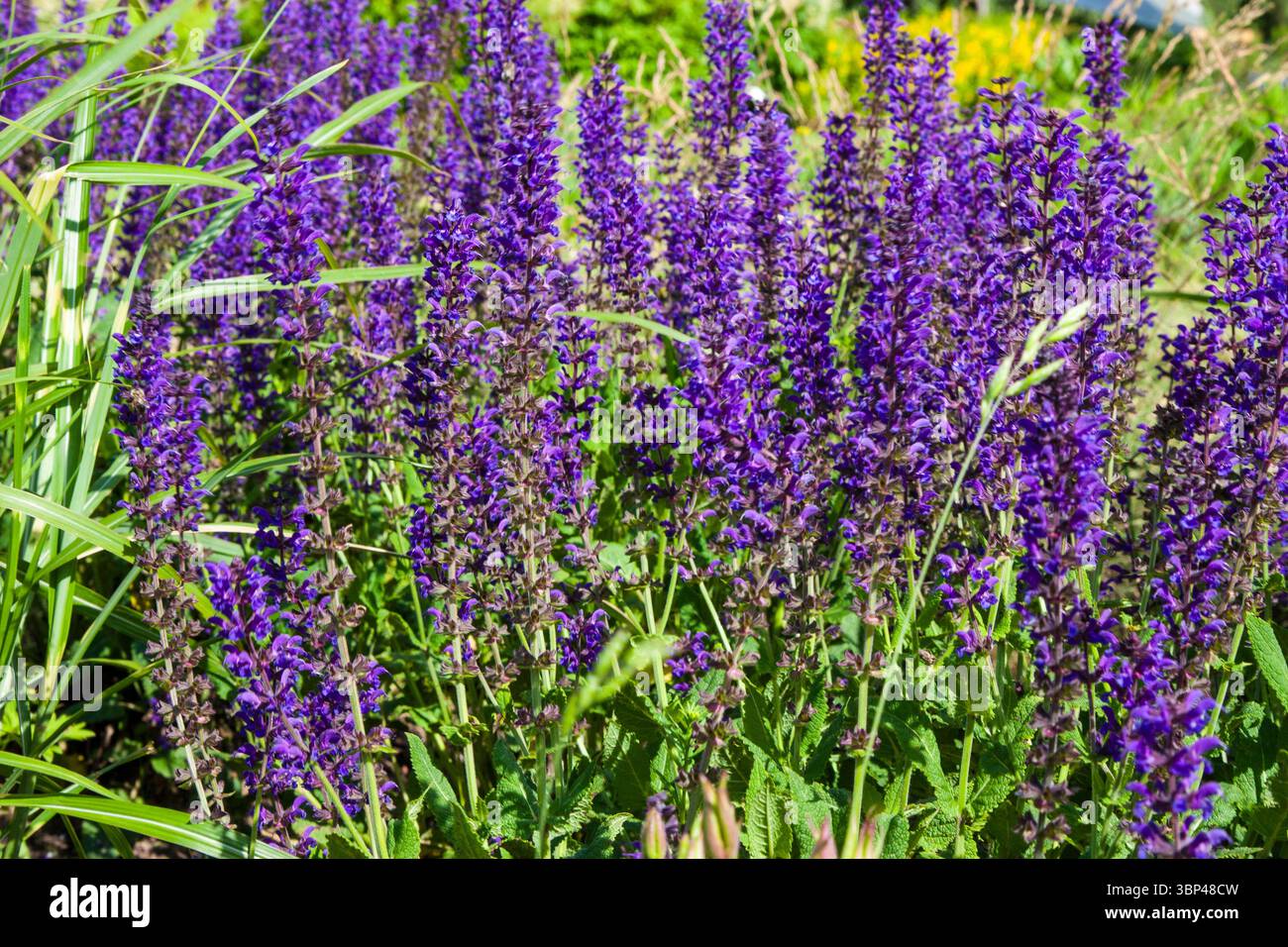 A background of beautiful purple flowers. Summer purple flowers. Summer ...