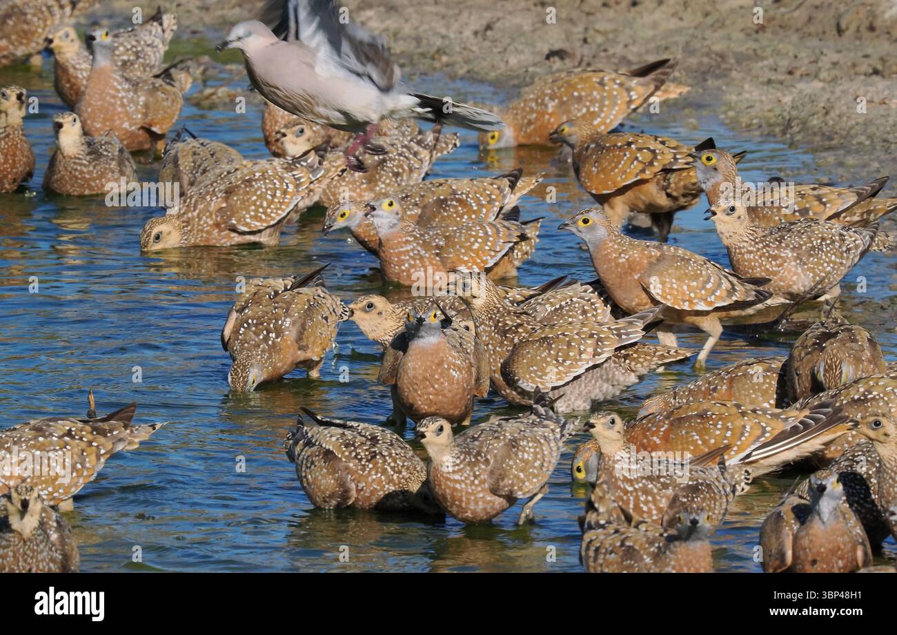 A common bird in the Kalahari that takes advantage of the man made water hole at Tau Pan. Large ...