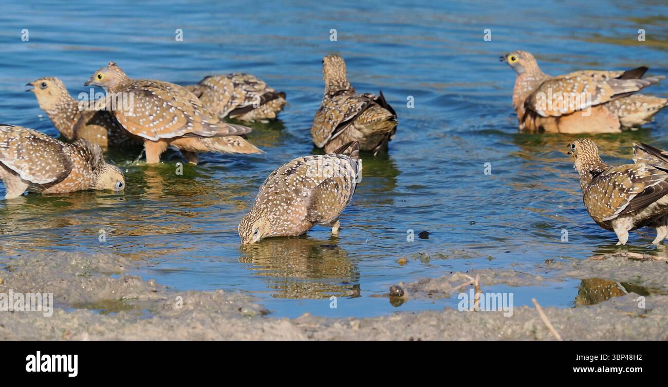 A common bird in the Kalahari that takes advantage of the man made ...