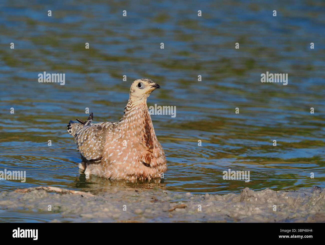 A common bird in the Kalahari that takes advantage of the man made ...