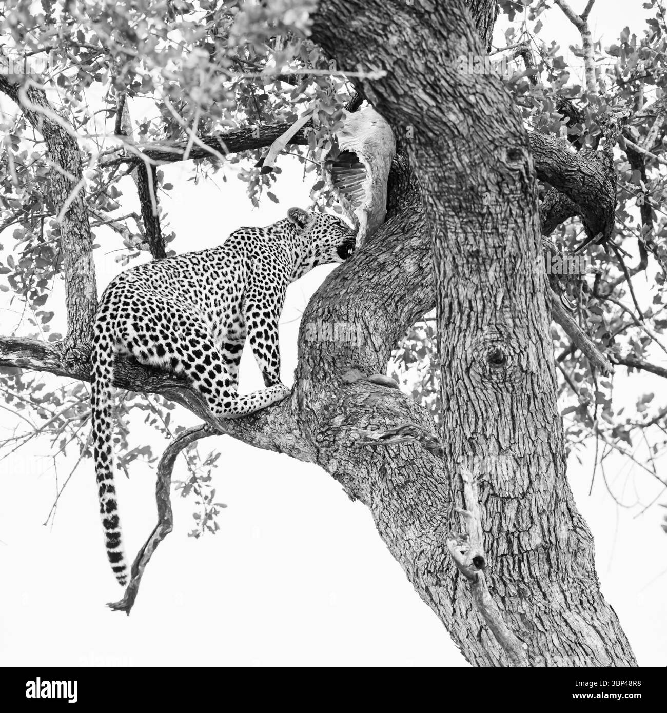 Leopard prey in tree Black and White Stock Photos & Images - Alamy