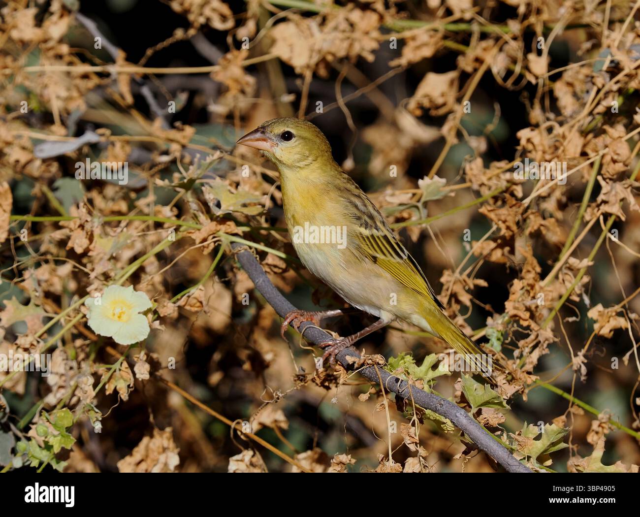 Southern masked weaver is a common bird through the varying habitats of ...