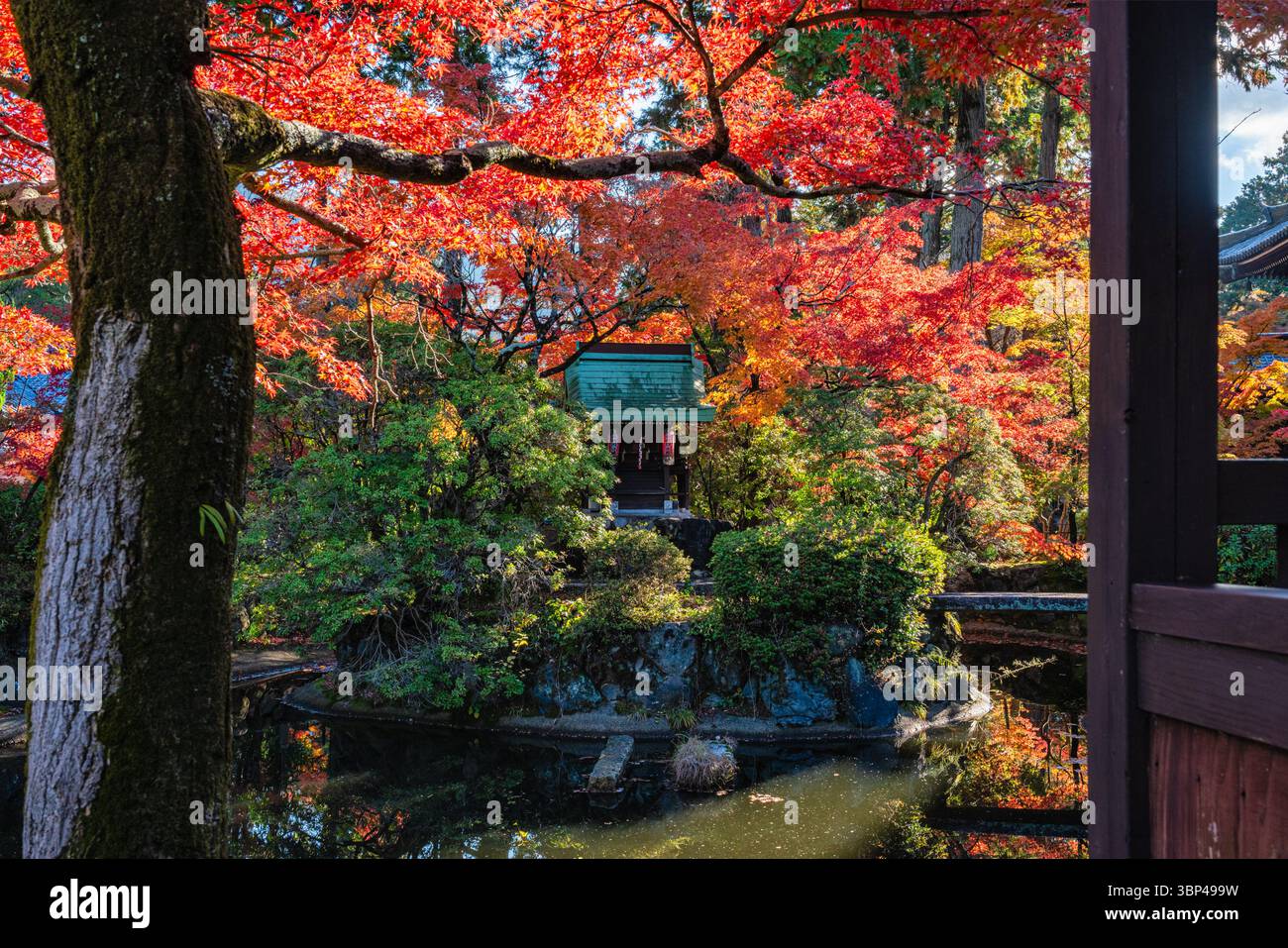 The beautiful Shinsho Gokurakuji Temple on a sunny morning during fall ...