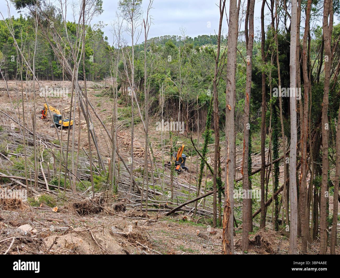 cleanup work after a storm, tree damage in the forest cleanup after ...