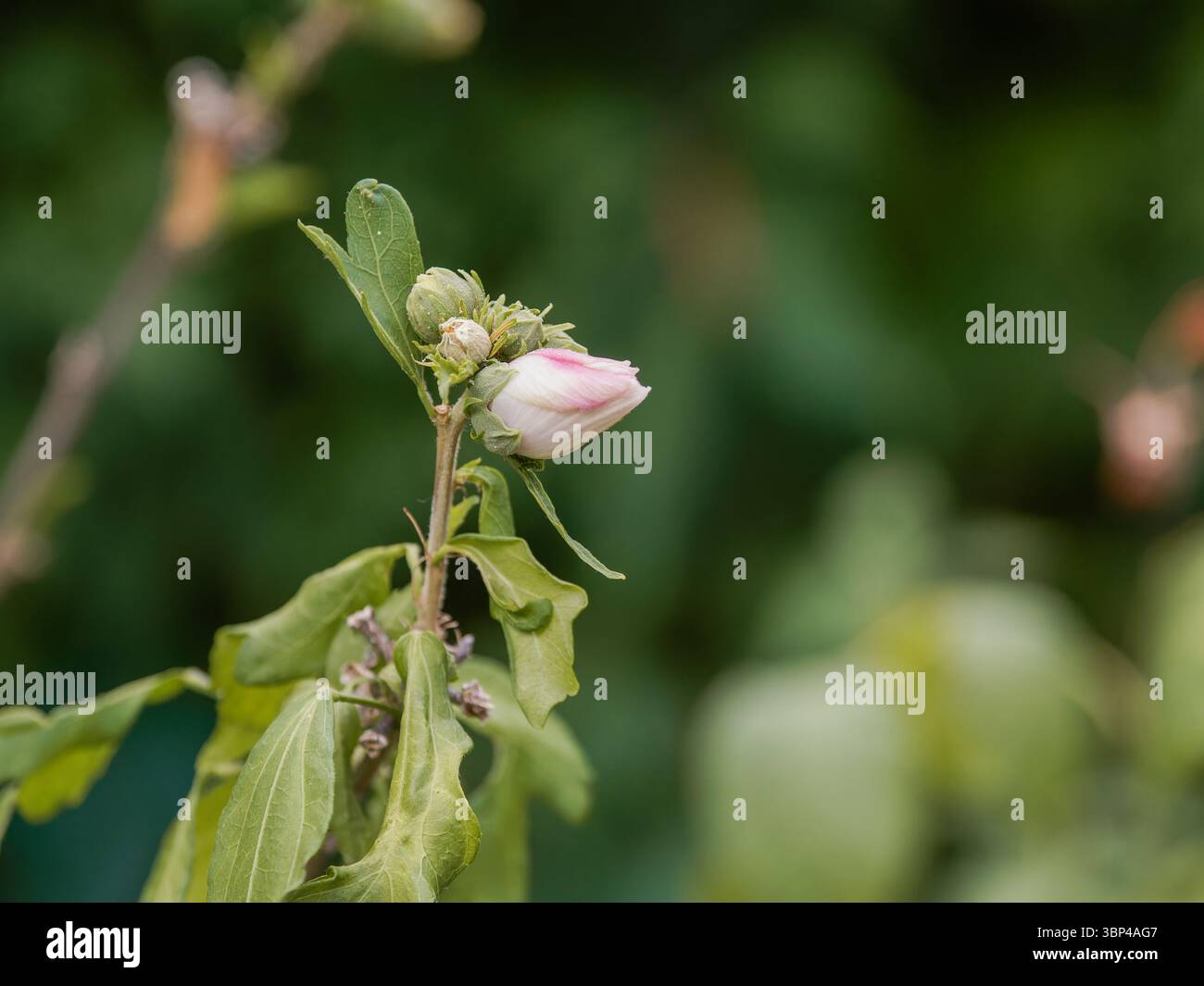 Close-up of Virginia creeper (Parthenocissus quinquefolia) leaves ...