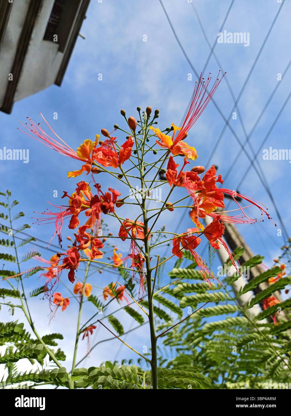 Caesalpinia pulcherrima flower fabaceae hi-res stock photography and ...