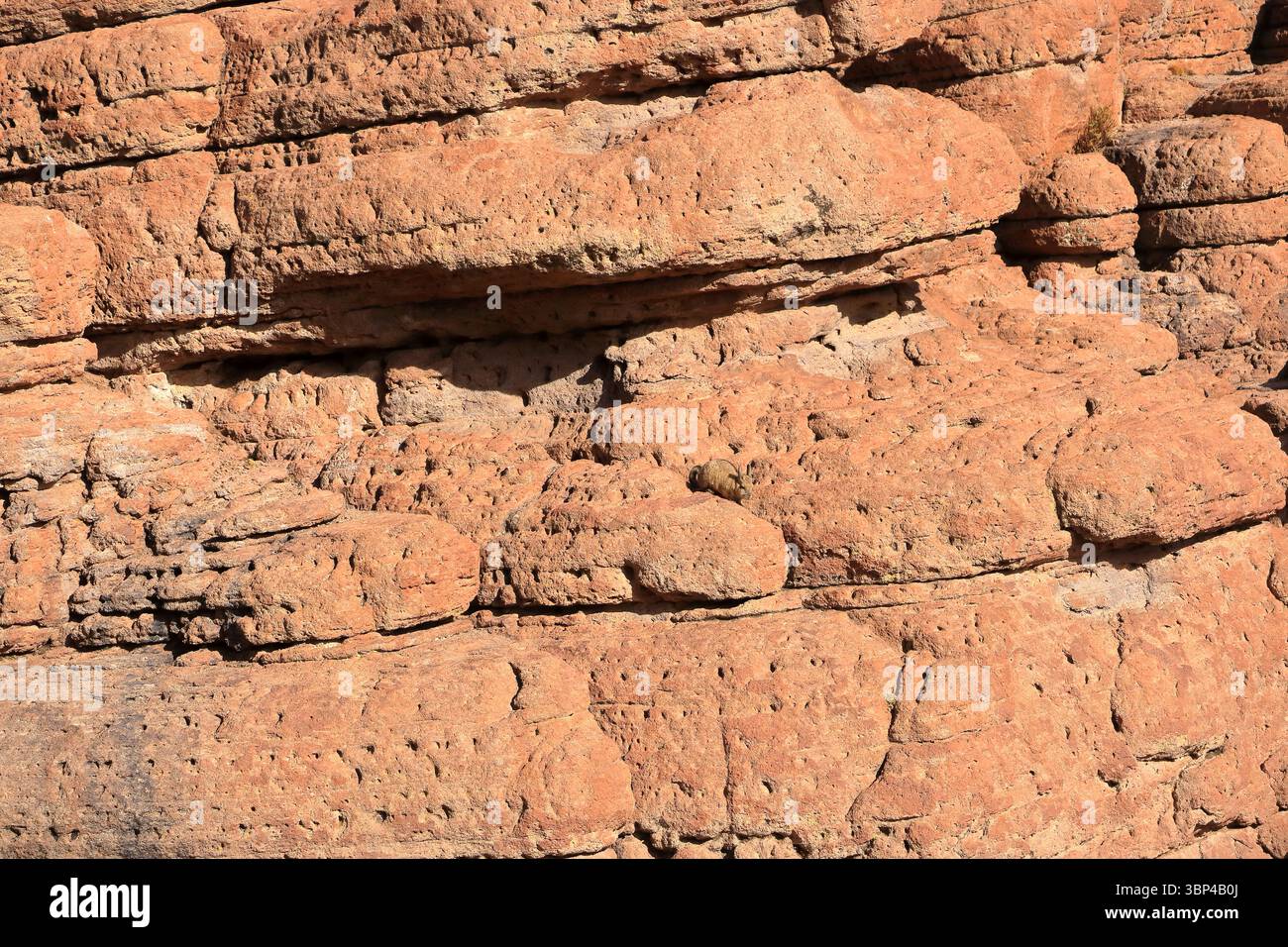Chinchilla's rock, Roca de viscachas, Cute viscacha in the High Andean ...