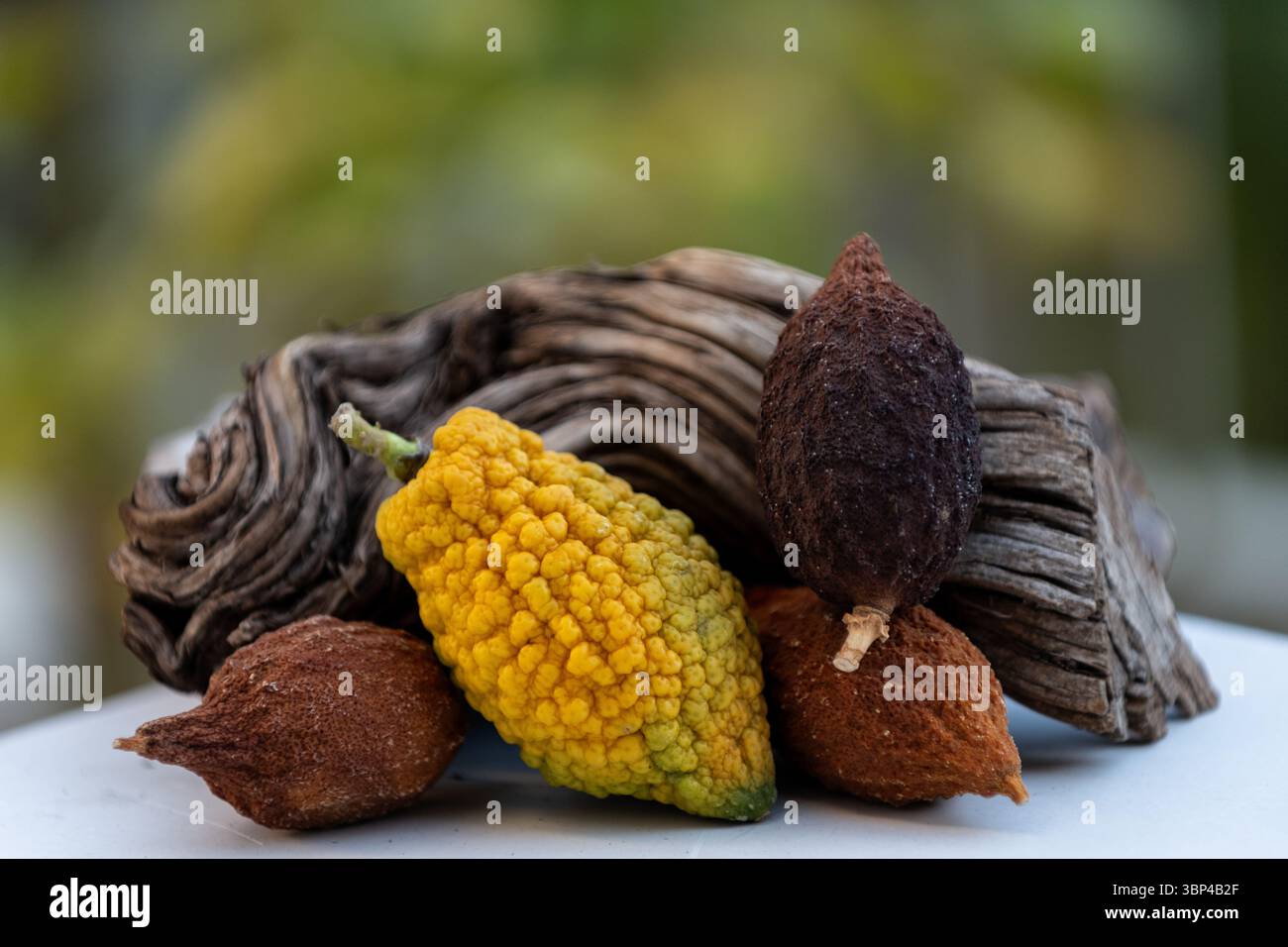 Still life image of a mature, yellow, highly textured, kosher etrog ...