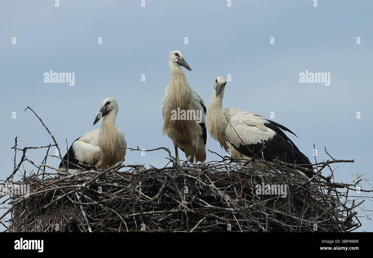 06.07.2025, Vogelwelt am Bodensee, im Bild: Storch Familie *** 06 07 ...