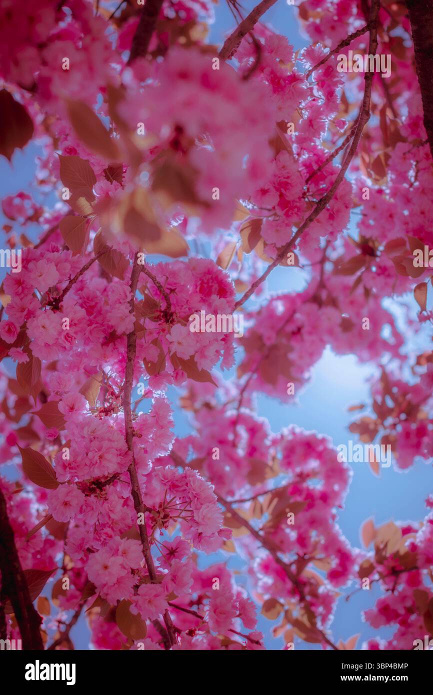 Prunus Serrulata "Kanzan", commonly called Chinese Cherry Tree Stock ...