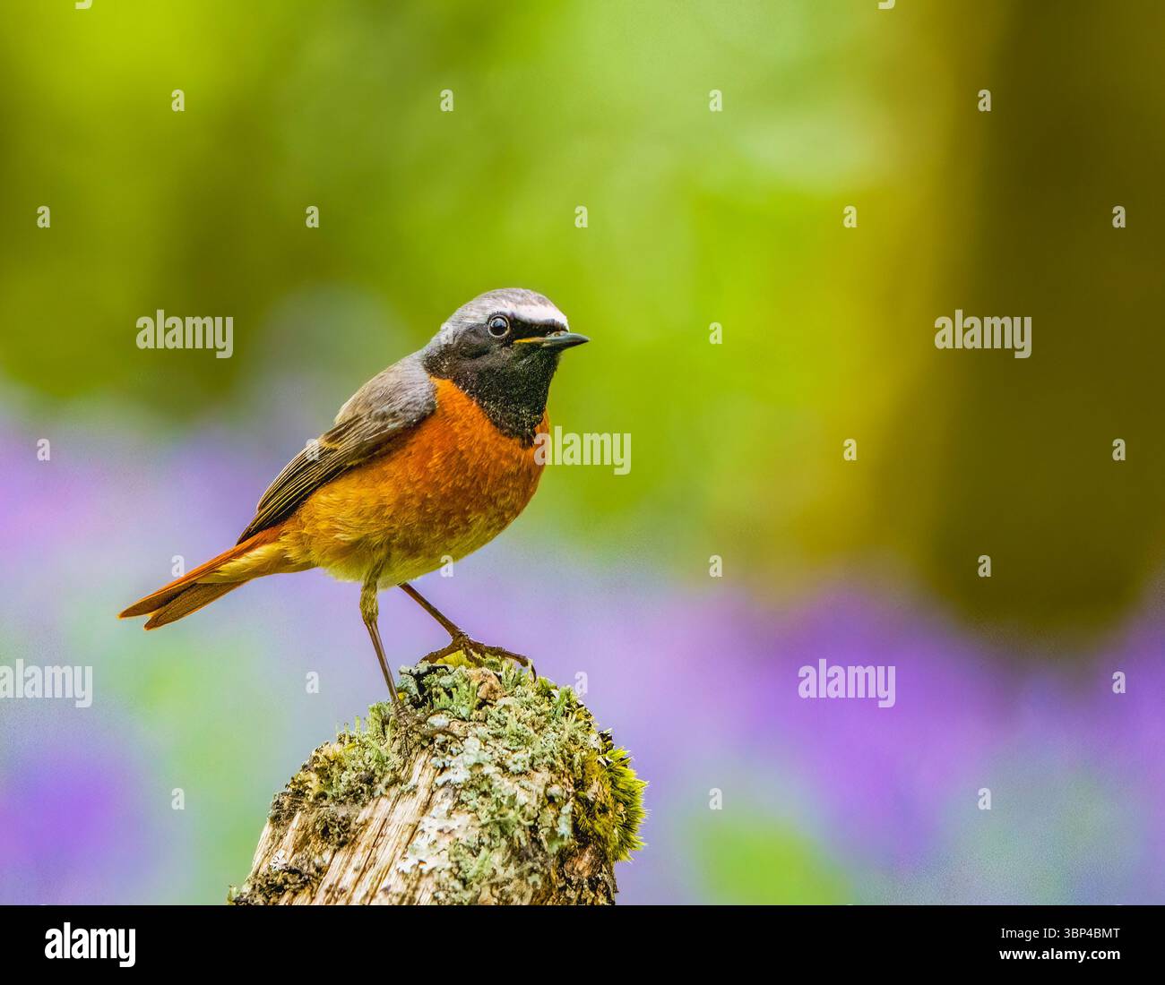 Pretty male hi-res stock photography and images - Alamy