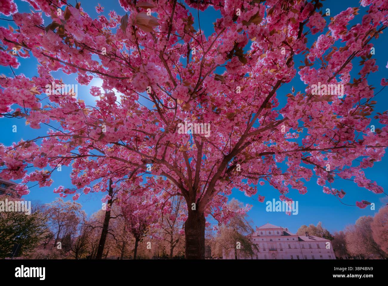 Prunus Serrulata "Kanzan", commonly called Chinese Cherry Tree Stock ...