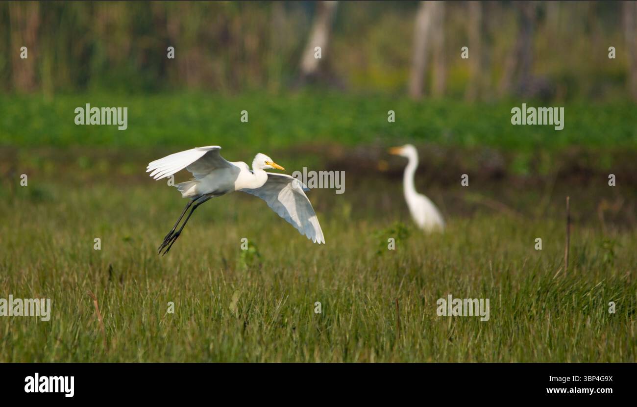 Two Intermediate Egrets in non-Breeding Plumage Stock Photo - Alamy