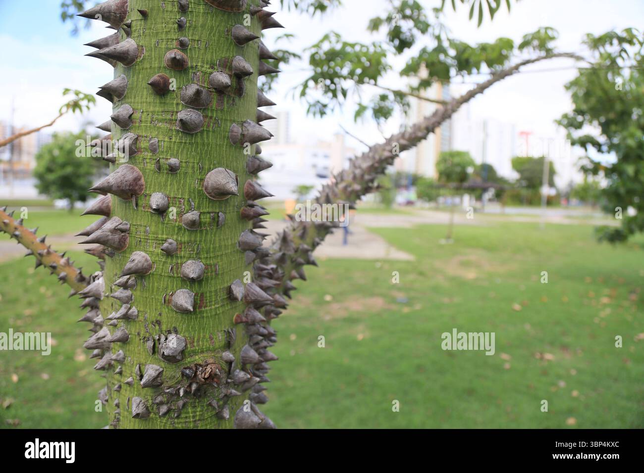 tree trunk with thorns salvador, bahia, brazil - march 14, 2024: green ...
