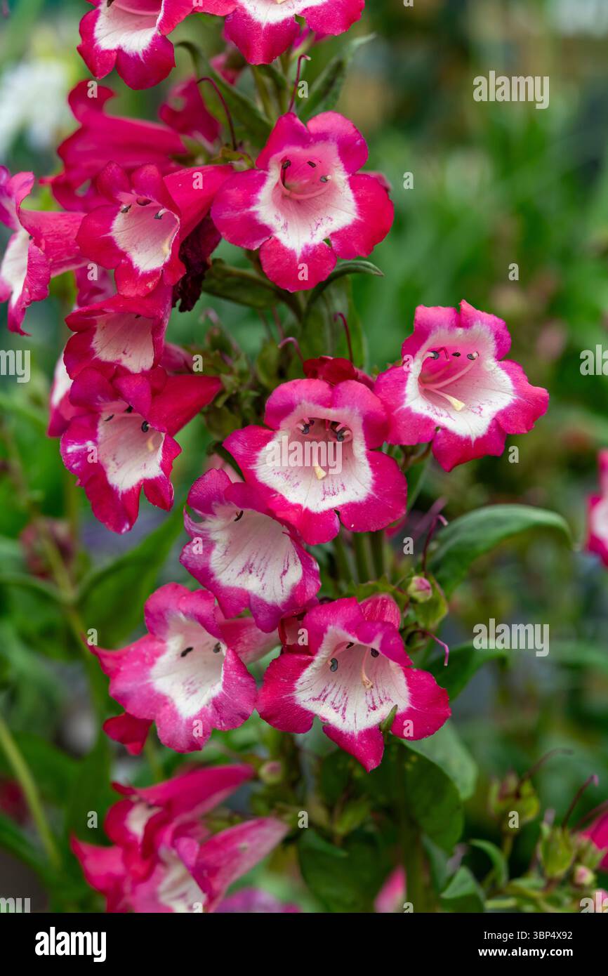 Penstemon 'Phoenix Magenta' a hardy perennial garden plant flowering in ...