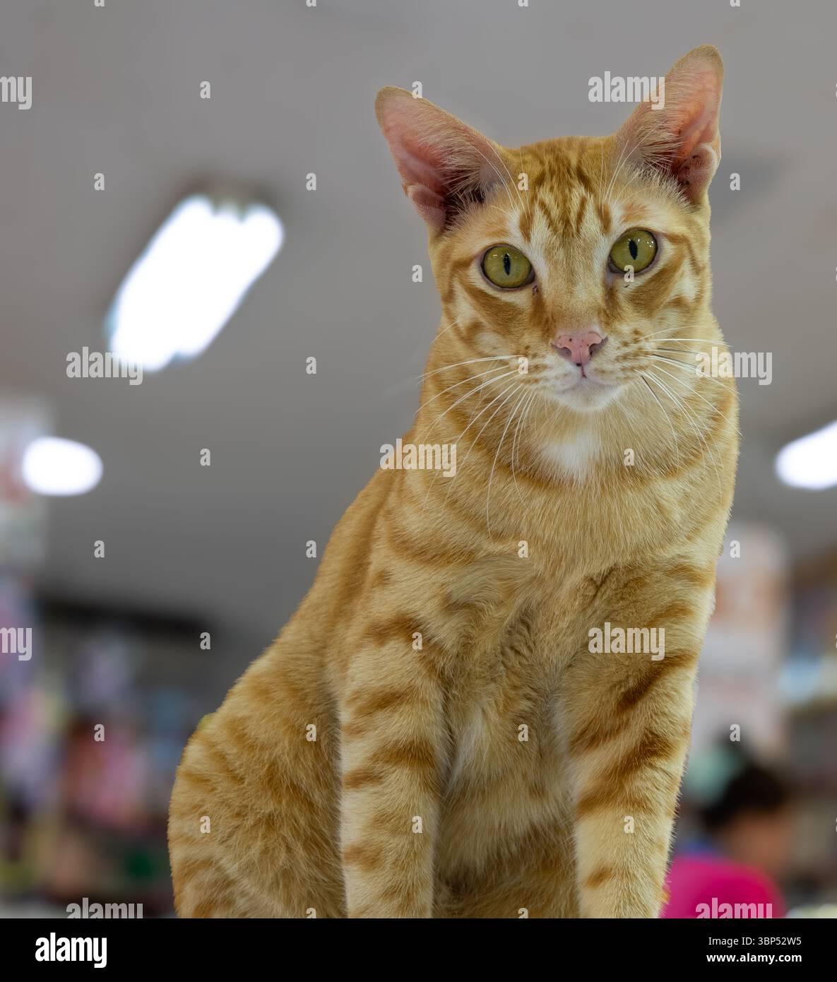 Cat in cozy corner hi-res stock photography and images - Alamy