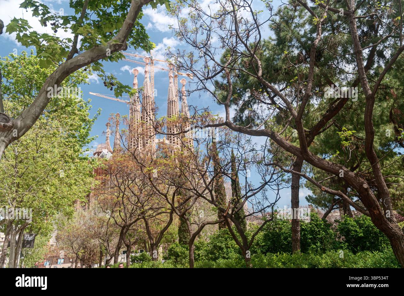 The towers of the Sagrada Familia in Barcelona Spain seen through trees ...