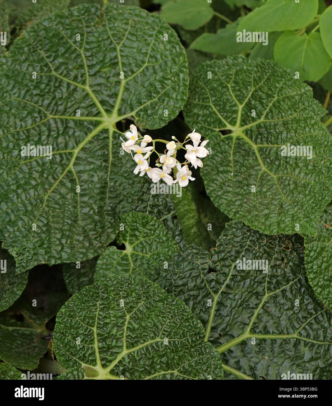 Rhizomatous Begonia, Begonia gehrtii, Begoniaceae. Brazil, South ...
