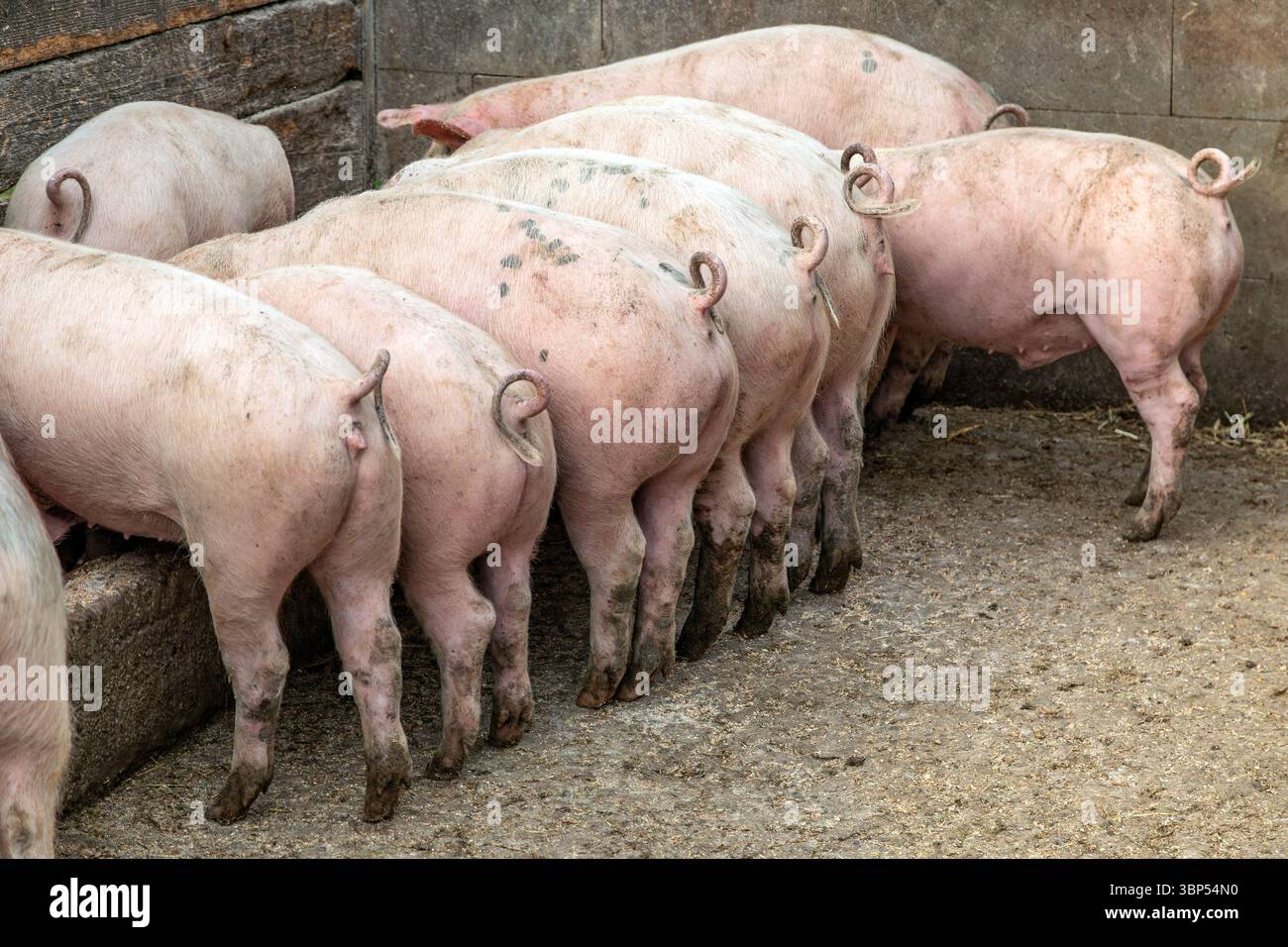 Trough pig hi-res stock photography and images - Alamy