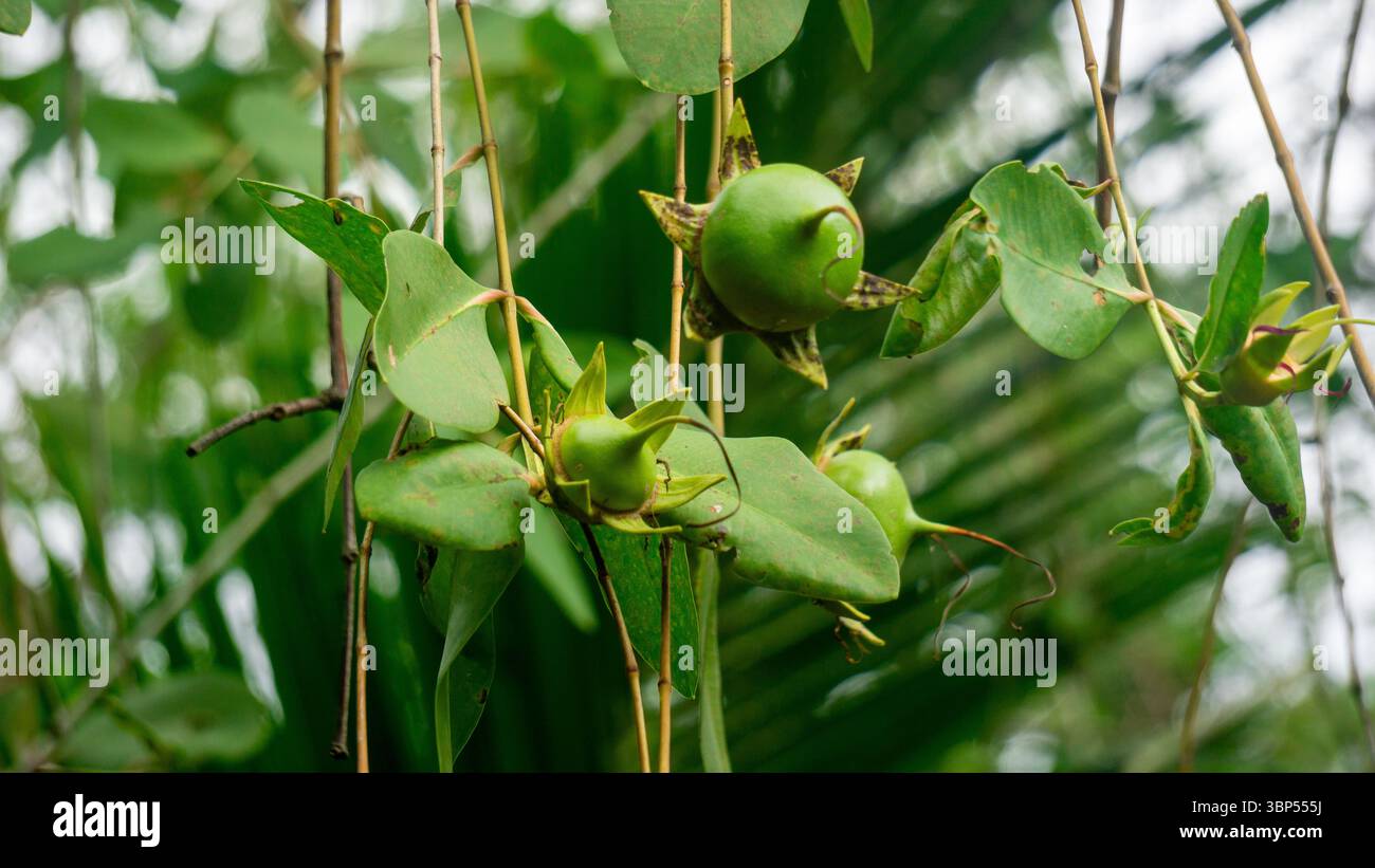 Green mangrove fruit is hanging on the tree. Mangrove fruit cannot be ...