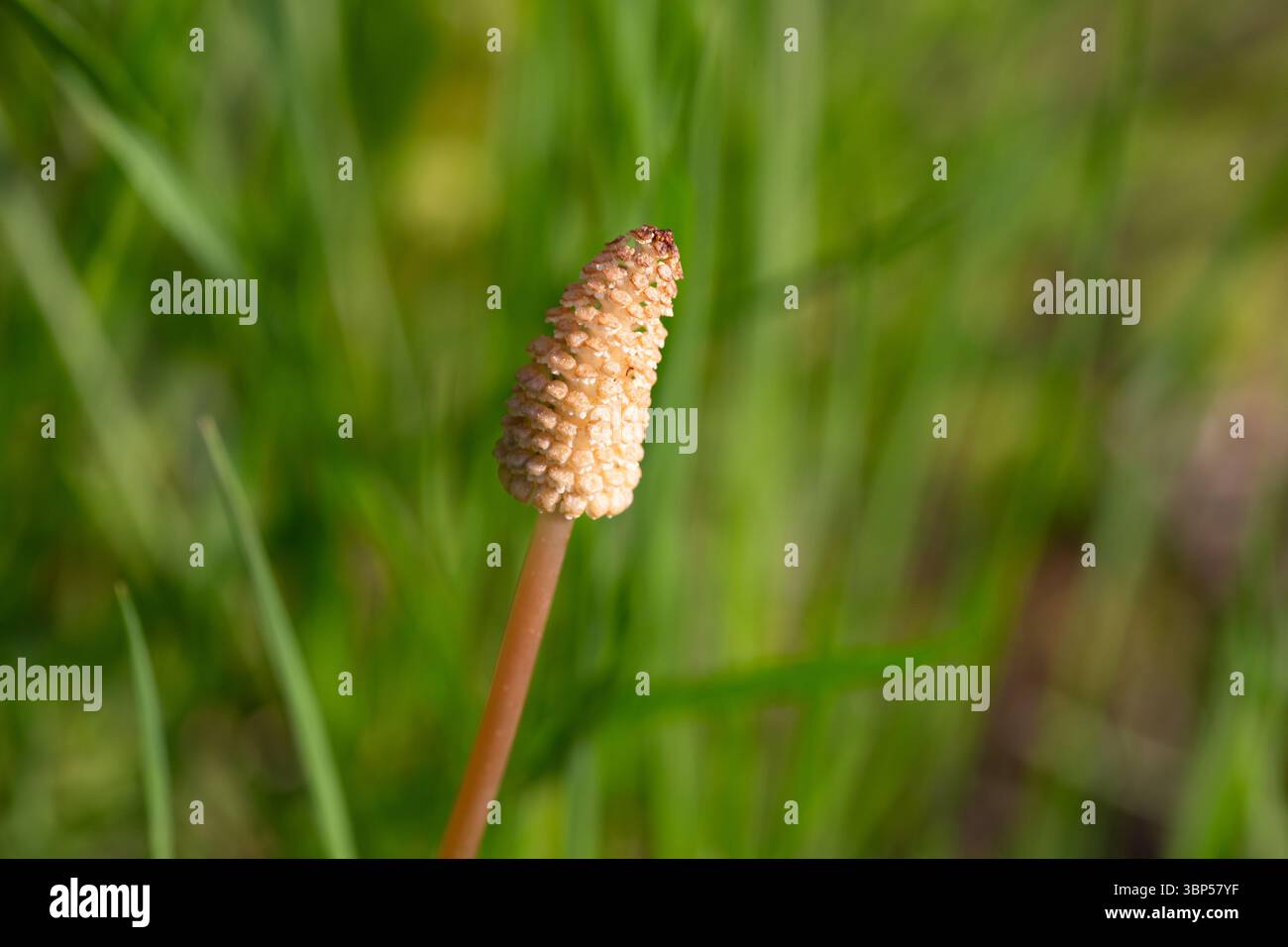 Close-up photo of a fertile shoot (sporangium) of common horsetail ...