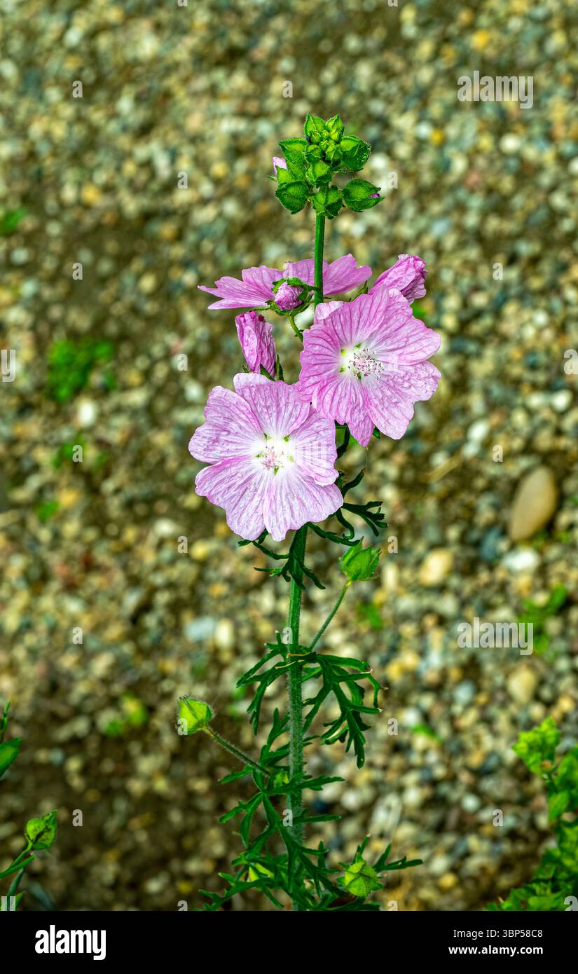 Moschus malven hi-res stock photography and images - Alamy