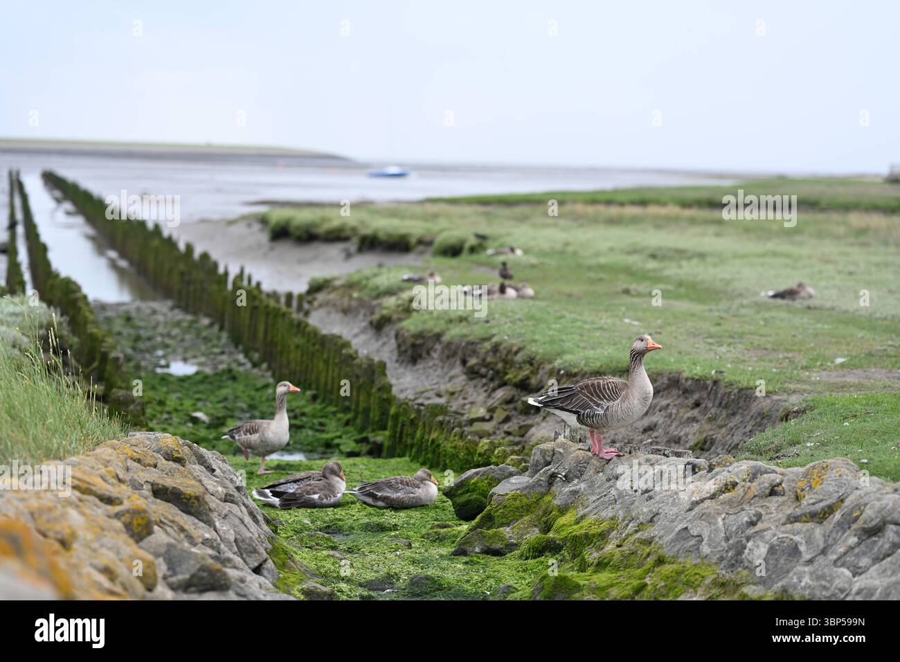 Rückgang der Besucherzahlen. Gänse genießen die Ruhe auf der Insel ...