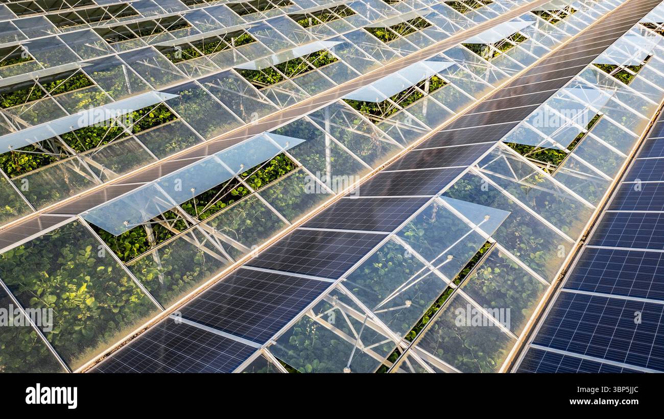 Sustainable greenhouse with rooftop solar panels bathed in morning ...