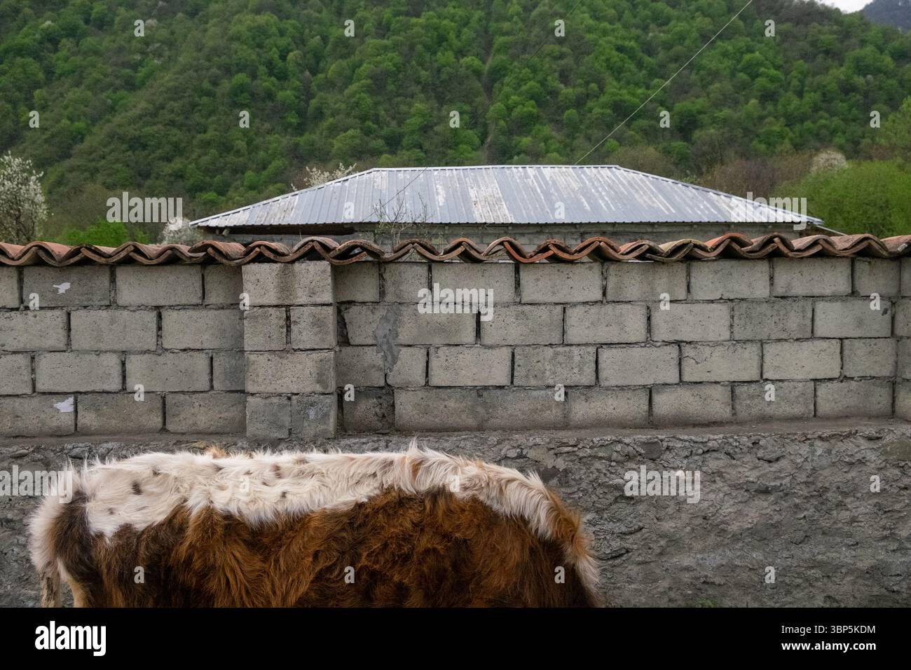 Traditional Rural Farming Scene in Pankisi Gorge, Georgia Stock Photo ...