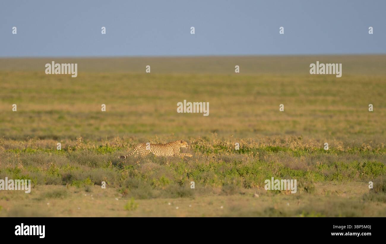 Running cheetah seems to blend in with his environment on the Africa ...