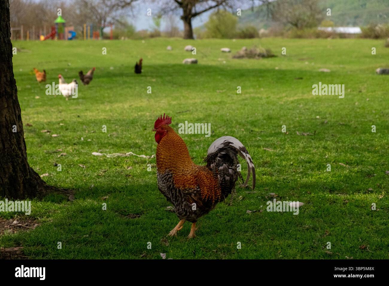 Traditional Rural Farming Scene in Pankisi Gorge, Georgia Stock Photo ...