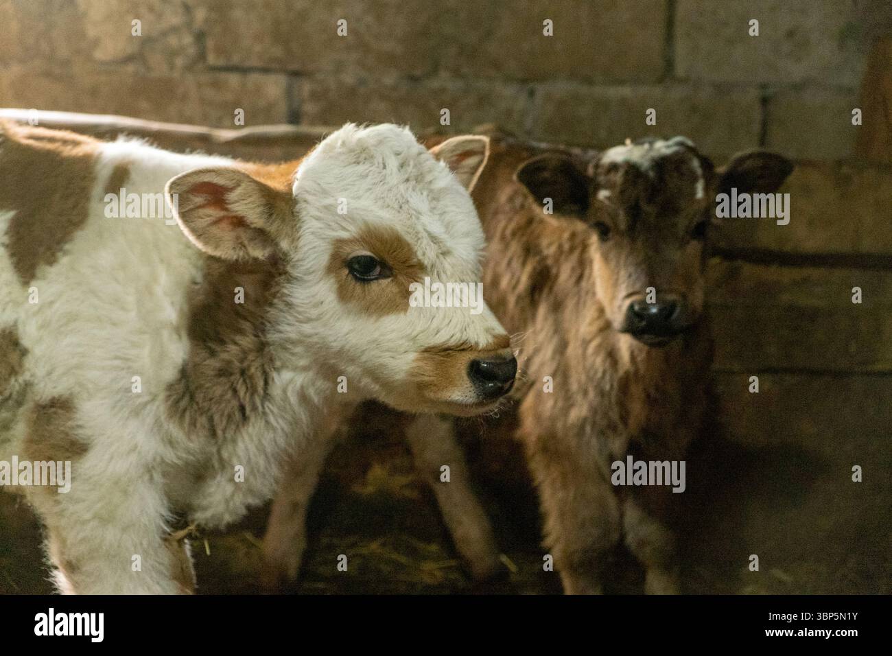 Traditional Rural Farming Scene in Pankisi Gorge, Georgia Stock Photo ...