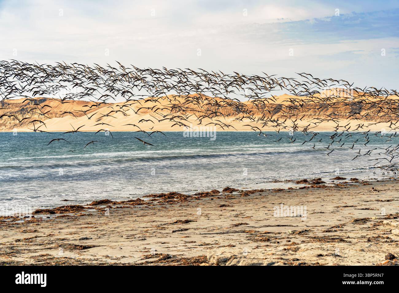 A large flock of black skimmers (Rynchops niger) flying over a remote ...