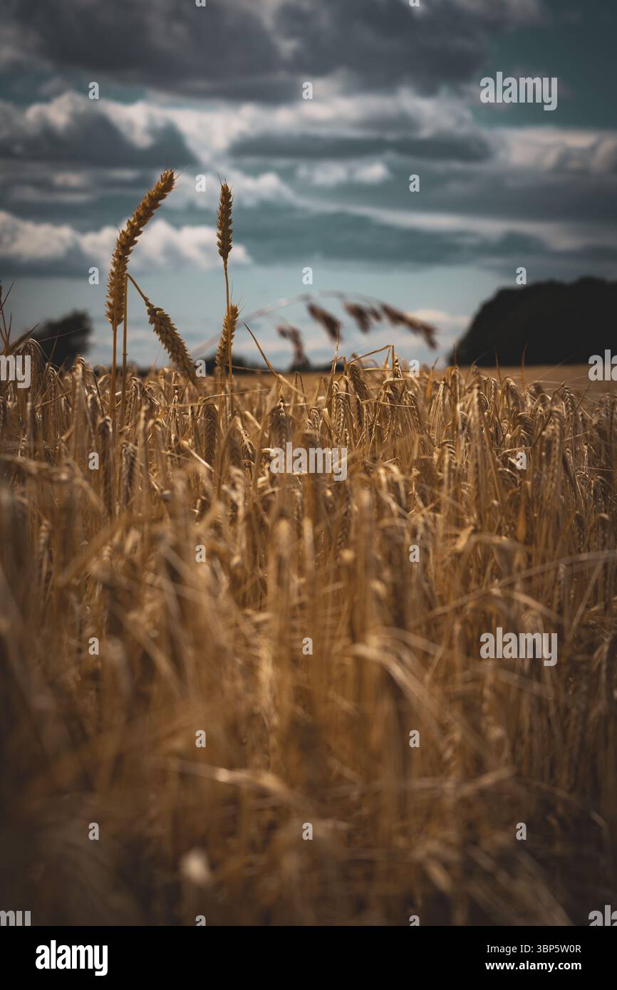 Natures bounty with fields of gold hi-res stock photography and images ...