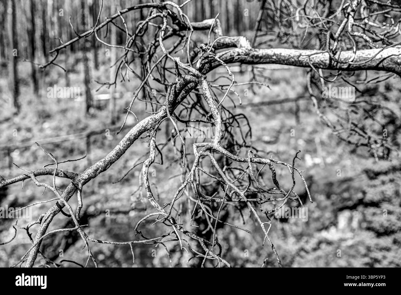 Natural red rock hiking Black and White Stock Photos & Images - Alamy