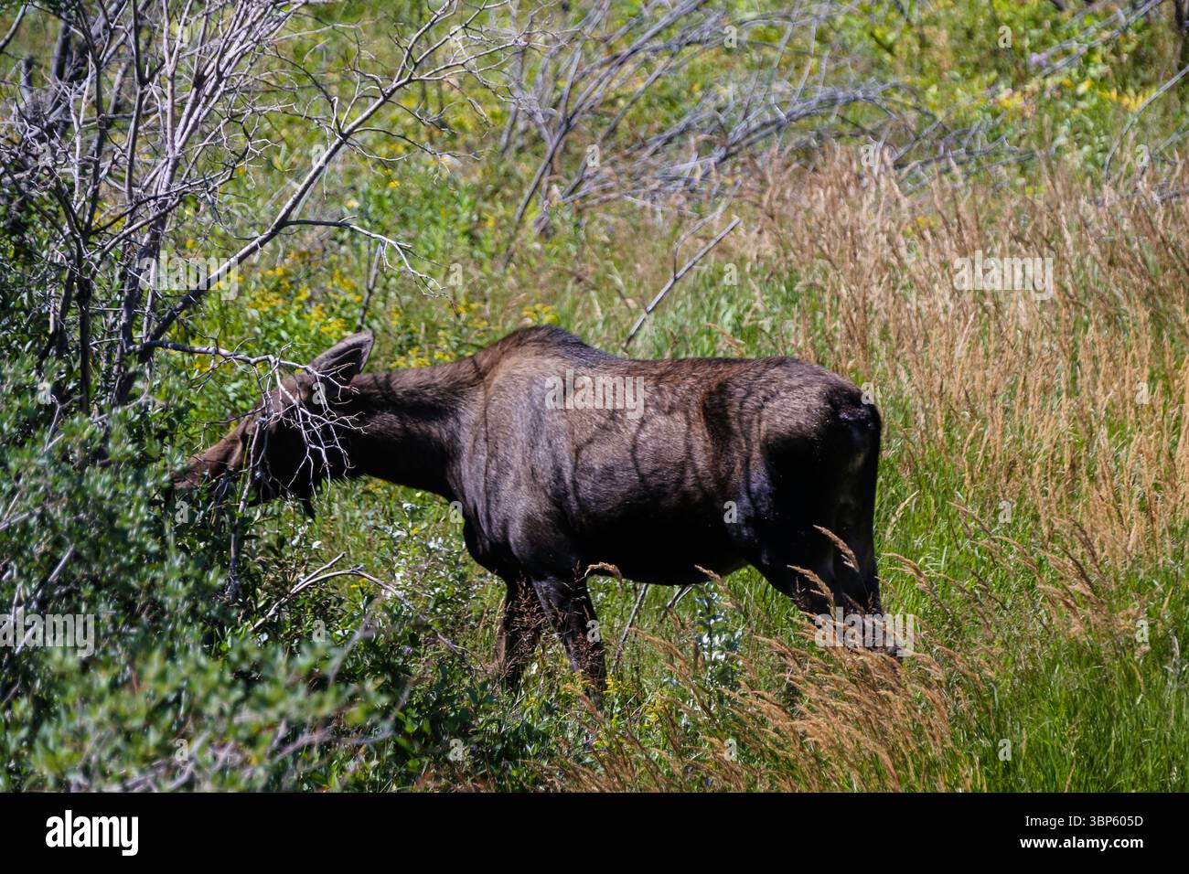 A Moose on the side of the road in Waterton Lake National Park in ...