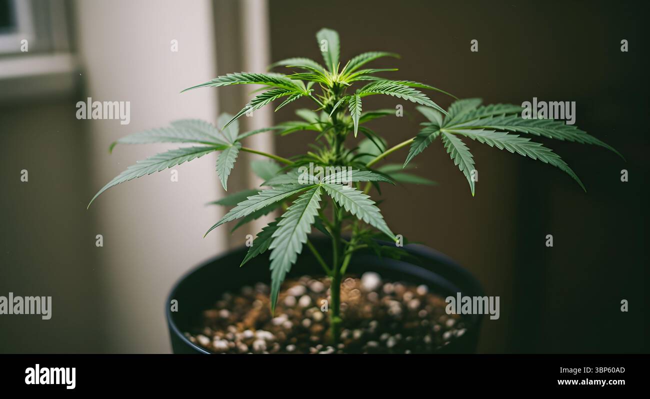Young Cannabis Plant Thriving: Green Leaves, Healthy Growth Stock Photo ...
